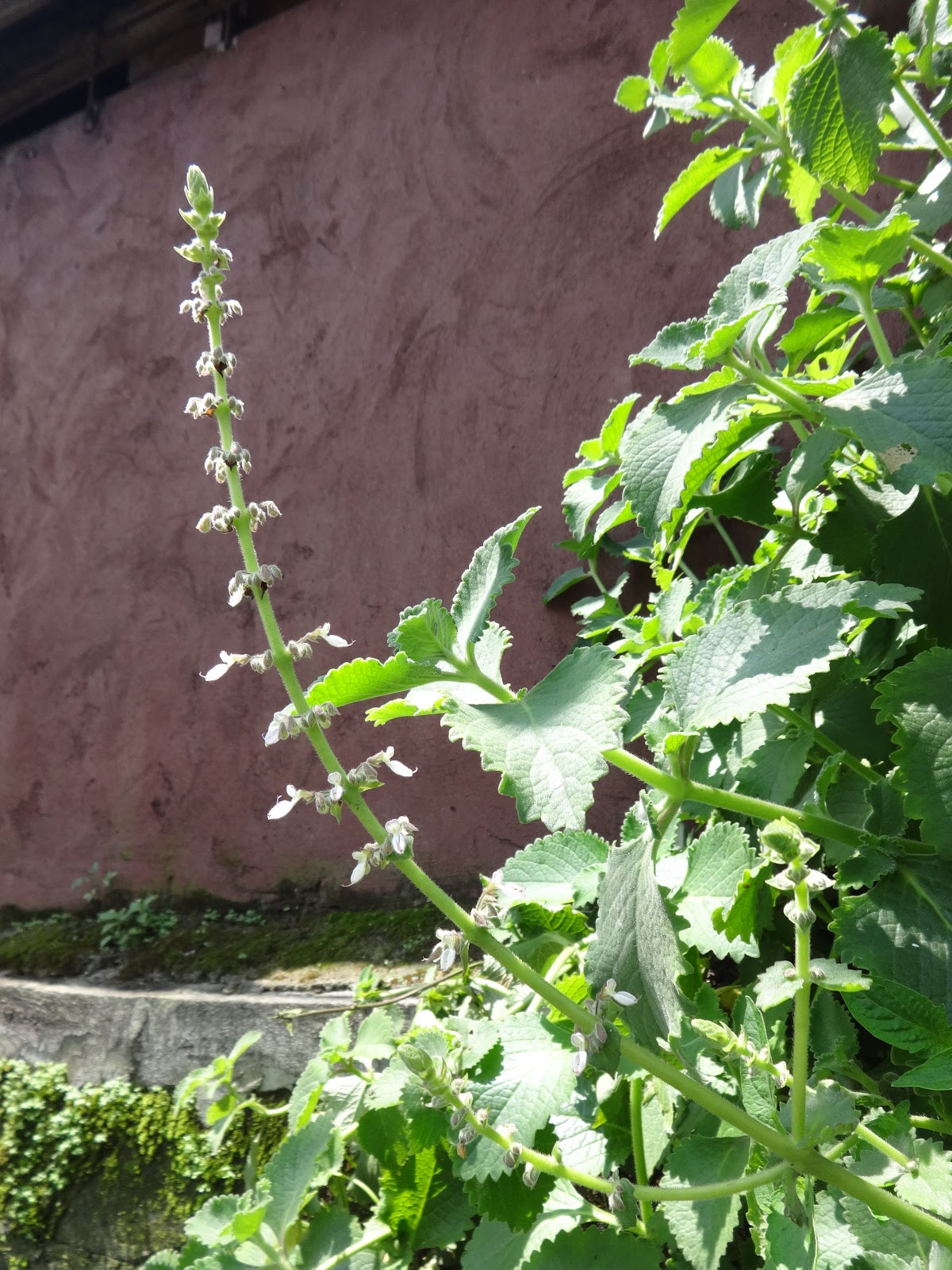 Herbs from Distant Lands: Plectranthus amboinicus, Coleus aromaticus ...