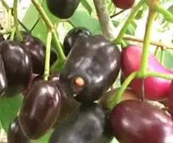 Manfaat buah Duwet/ Jamblang bagi kesehatan ~ Makanan Sehat