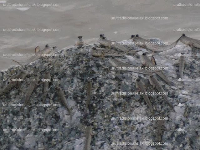 Urut Tradisional Lelaki: IKan Belacak