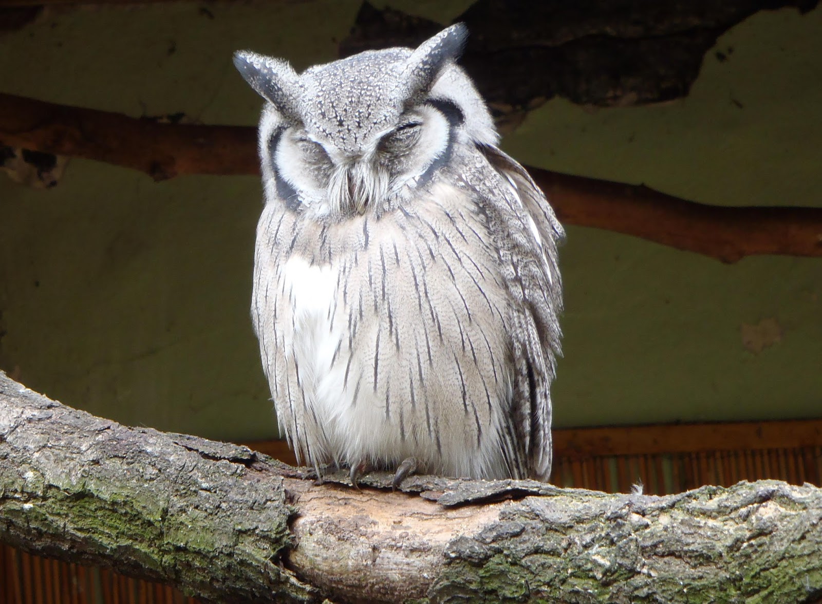 pan-Aves: Dinosauři v Zoo Praha, díl 3. – Afroaves