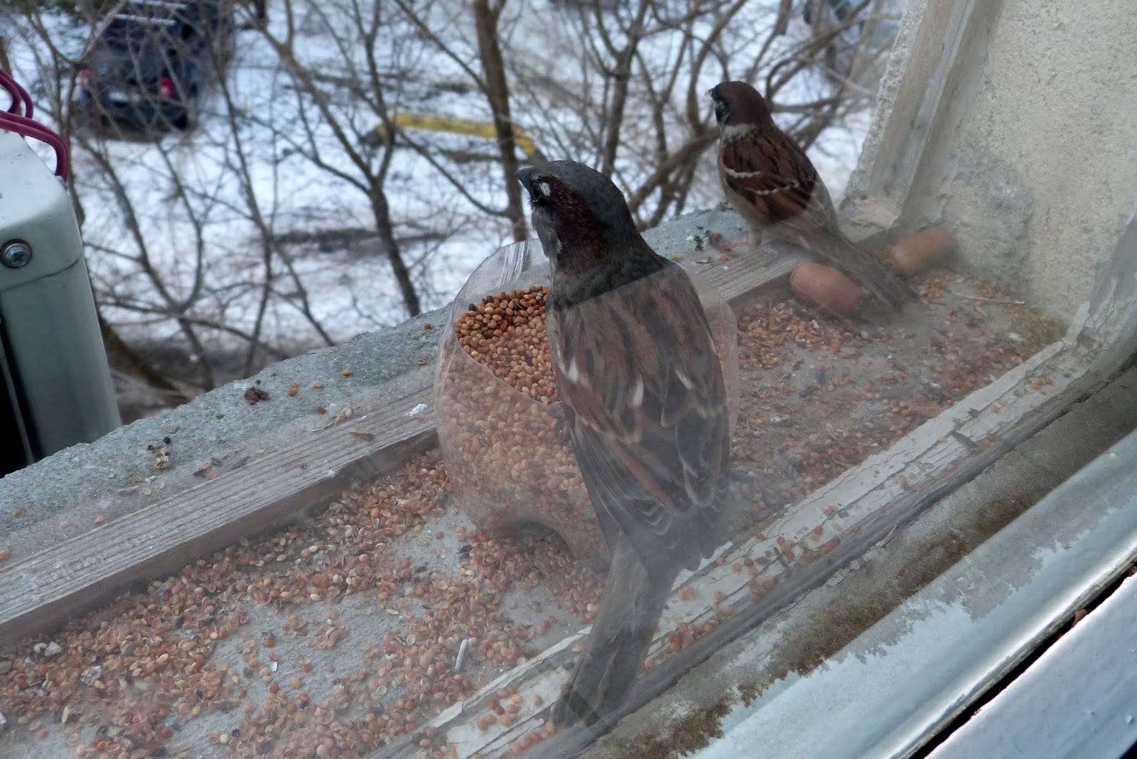 Frumusetile naturii: Vrabia de casa (Passer domesticus)