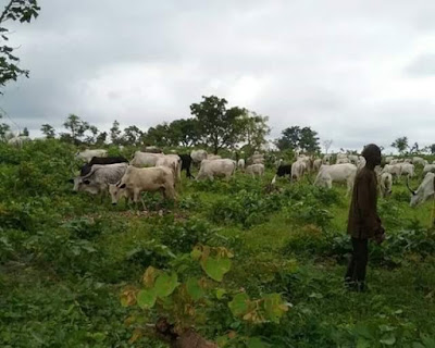 Photos: Police recover 300 cows from notorious cattle rustlers in Niger ...