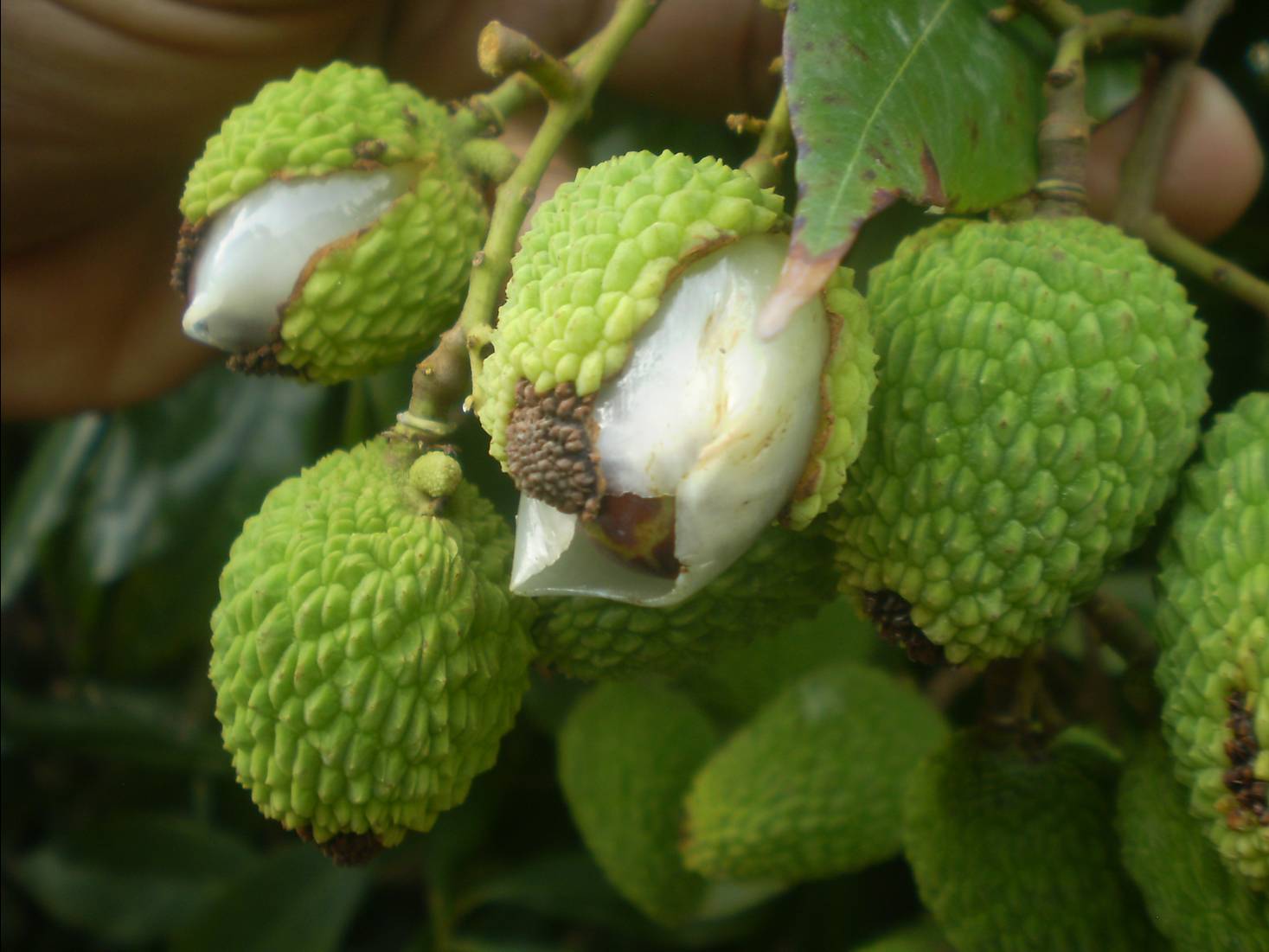 Dr. Md. Abul Khayer Mian: Litchi Cracking at Ishurdi Region of Bangladesh