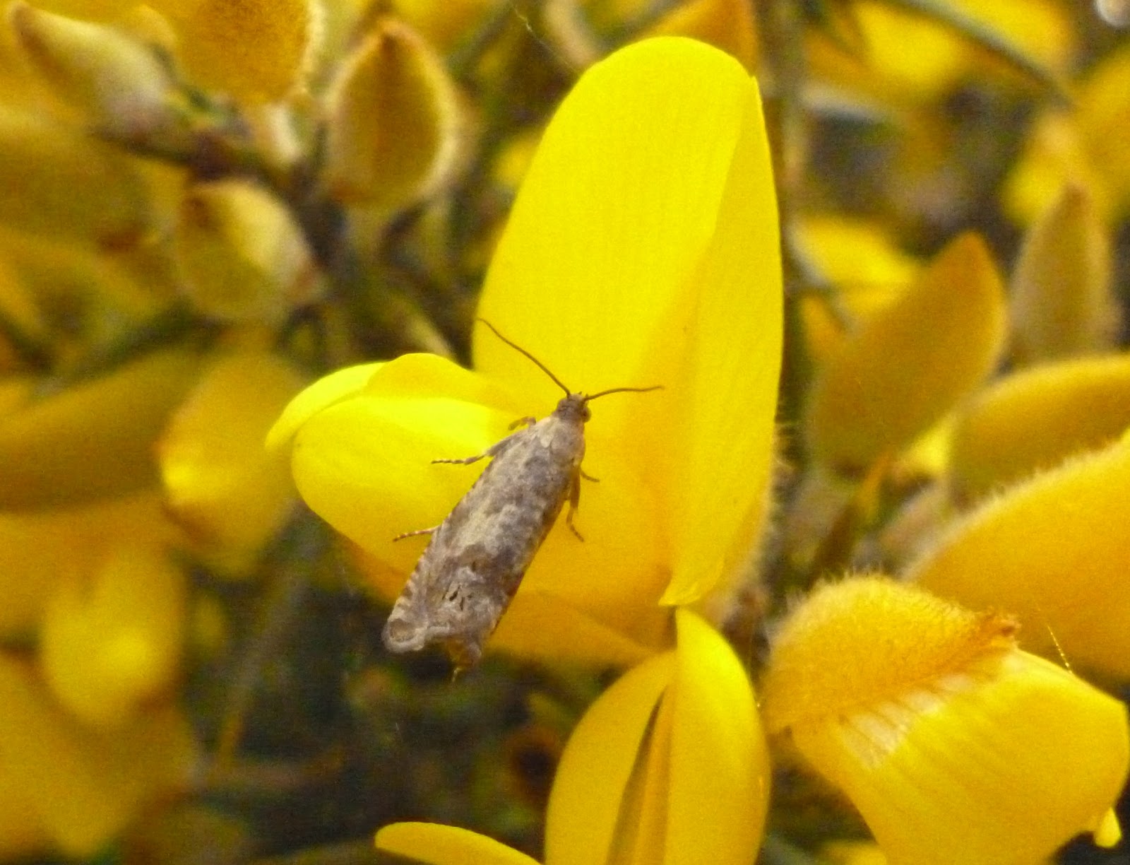 Monmouthshire Moth and Butterfly Group : Tirpentwys
