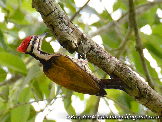 tHE tiDE cHAsER: Barbets & Woodpeckers (phylum Chordata: Order ...