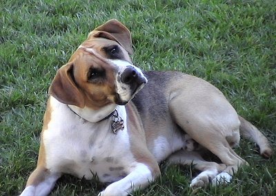 Beagle Boxer: Beagle Boxer