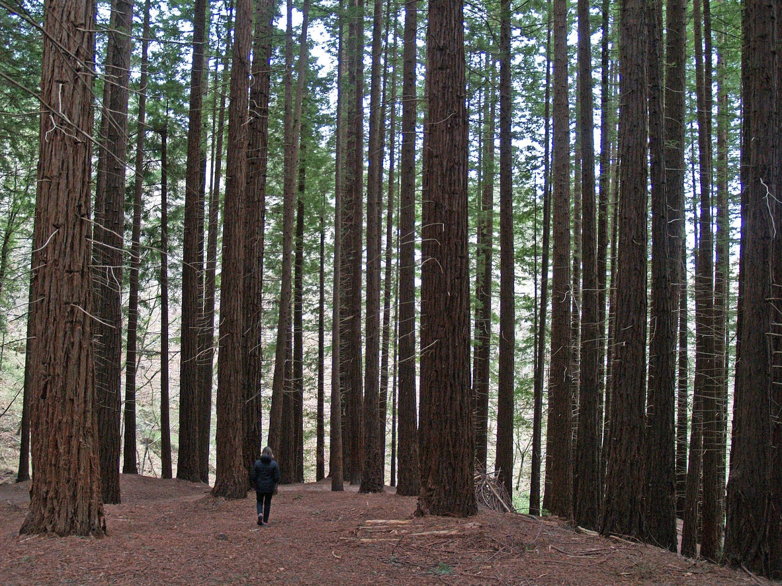 Mareando la perdiz: Bosque de secuoyas. (Cabezón de la Sal)