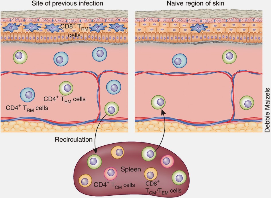 Colgate Virology (and Immunology) Blog: Transforming Growth Factor-β ...