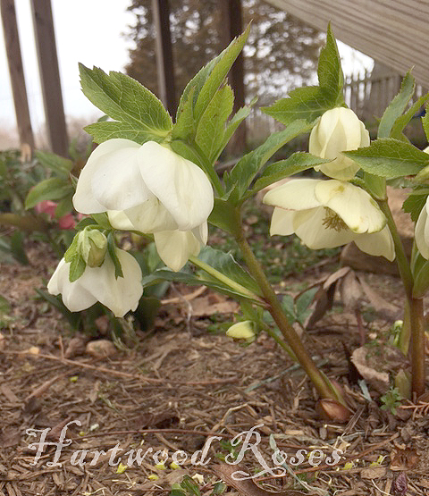Hartwood Roses: Flowers on Friday: Hellebores!