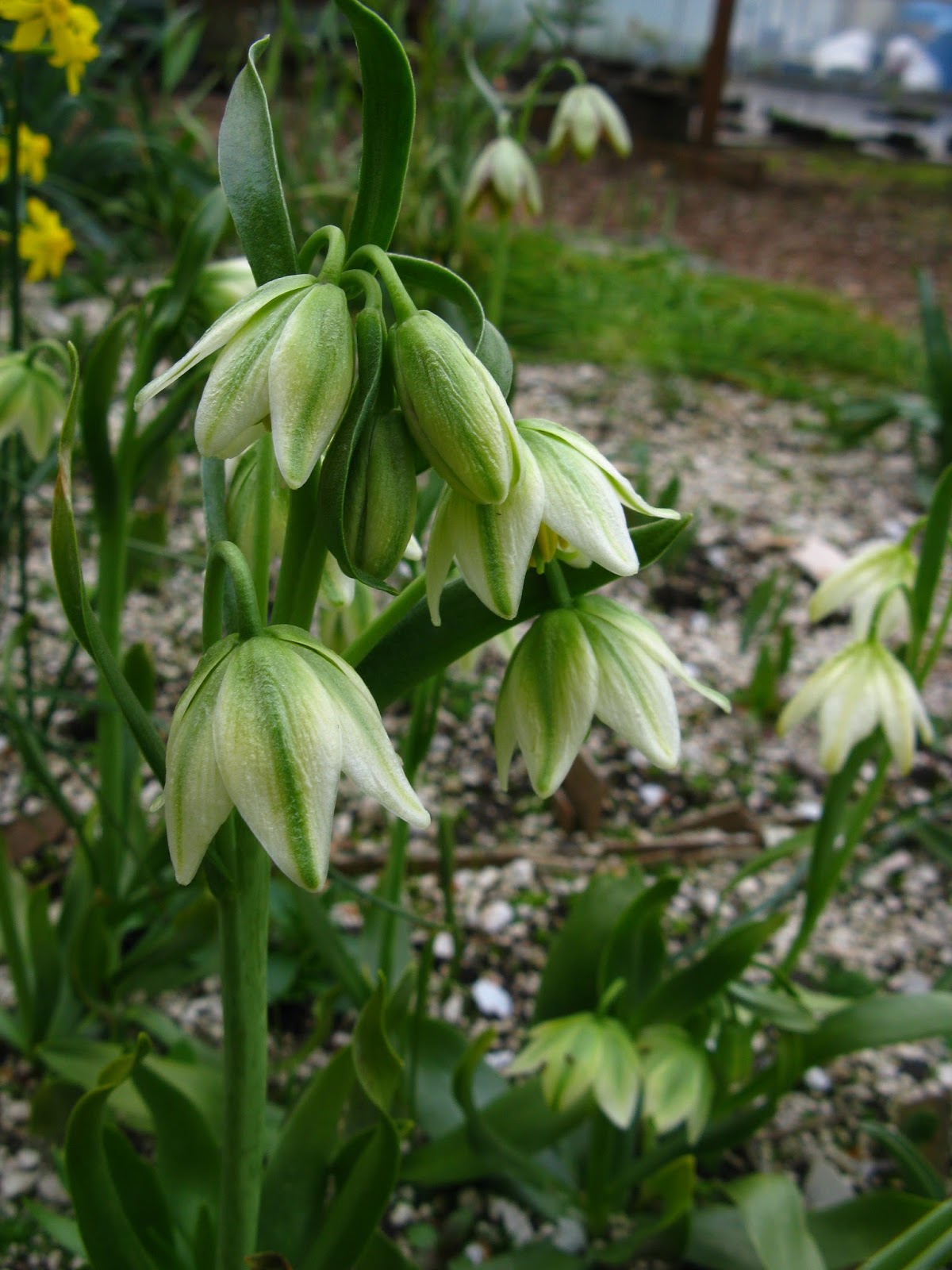 illahe Rare Bulbs: Fritillaria liliacea