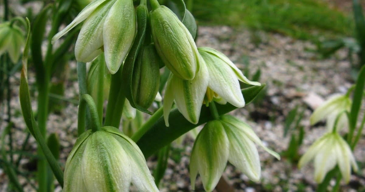 illahe Rare Bulbs: Fritillaria liliacea