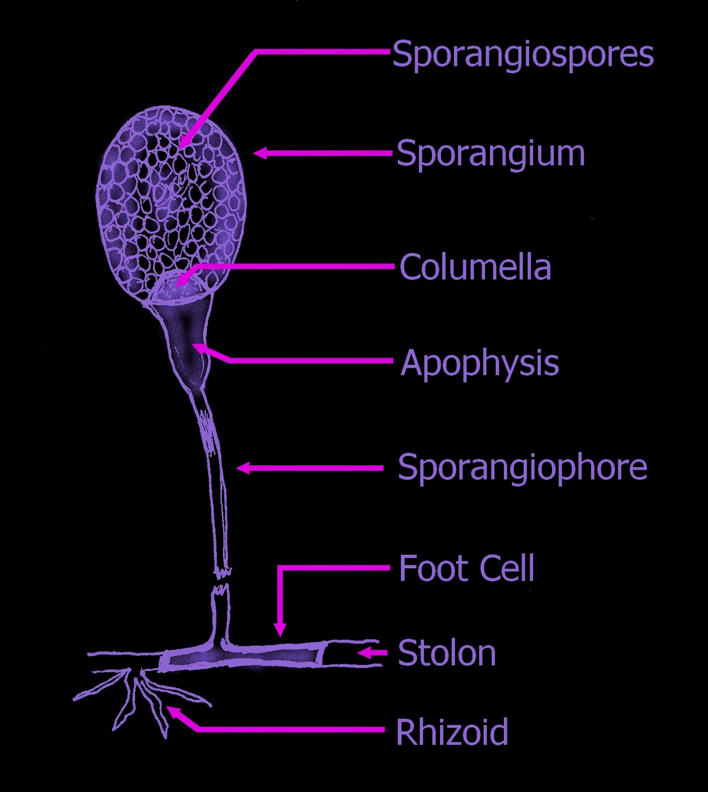 Fun With Microbiology (What's Buggin' You?): Apophysomyces elegans ...