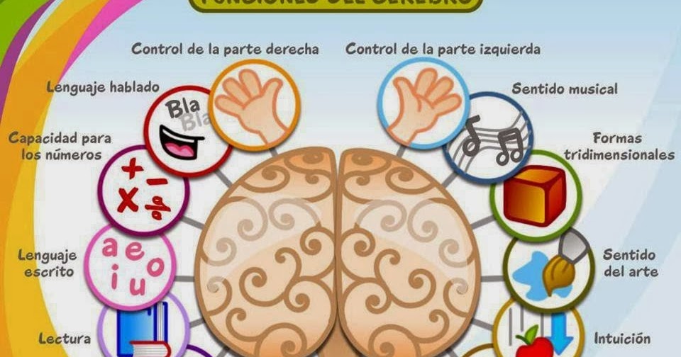 Modelo de Hemisferios Cerebrales ~ Estilos de Aprendizaje para la ...