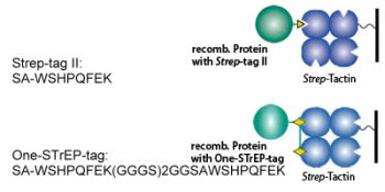 Neuromics: Protein Purification Solutions