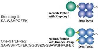 Neuromics: Protein Purification Solutions