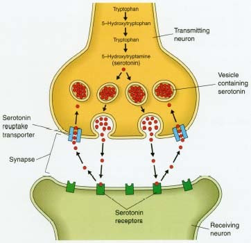 Taming the Polar Bears: Neurochemical in Focus - Serotonin