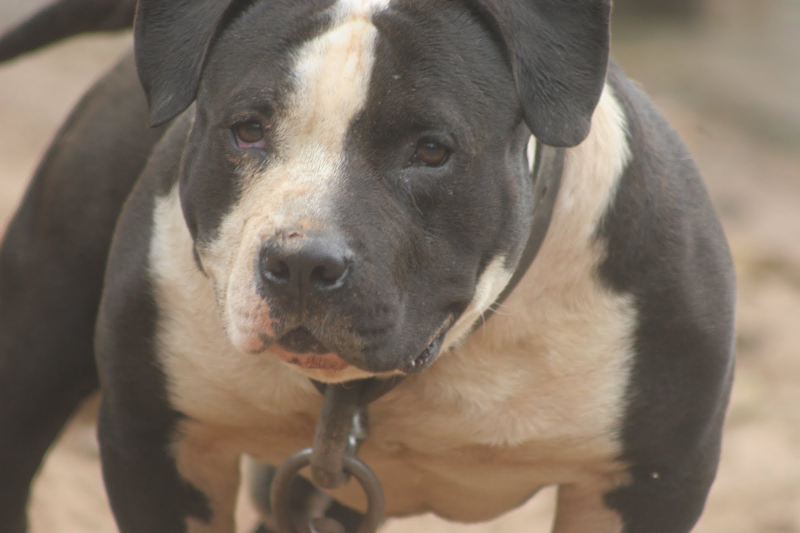 ŠTĚŇÁTKA NA SUPER BULLY Blue staff