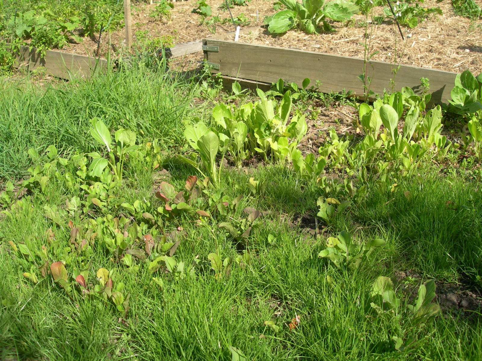 Polystyrene Garden Junkie: reseeding glory, and some more flowering vegies