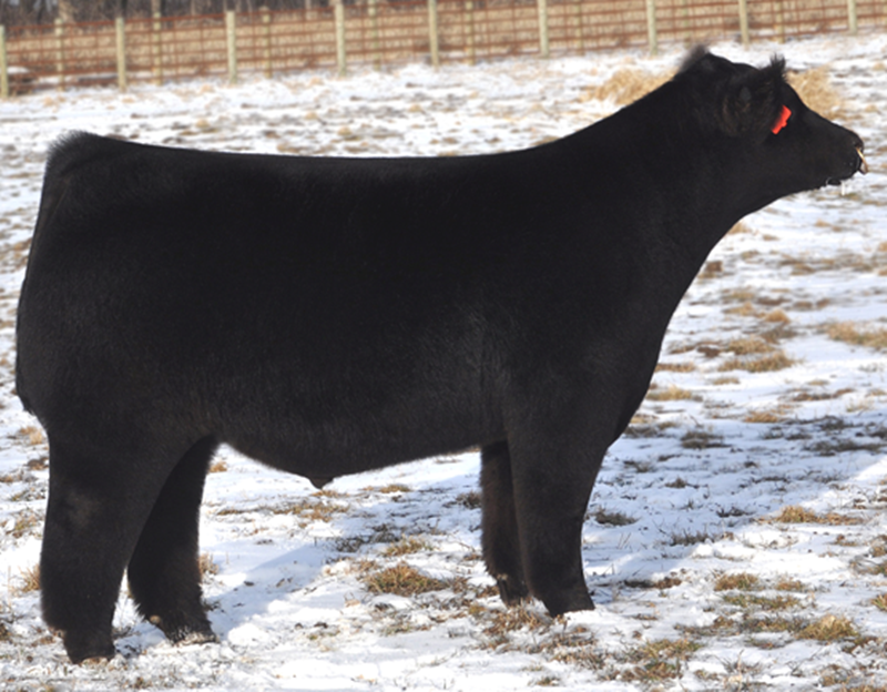 Fluffy Cow | Lautner Farms, Iowa, USA