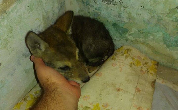 White Wolf : Pakistani Man finds and rescues a Rare abandoned Indian ...