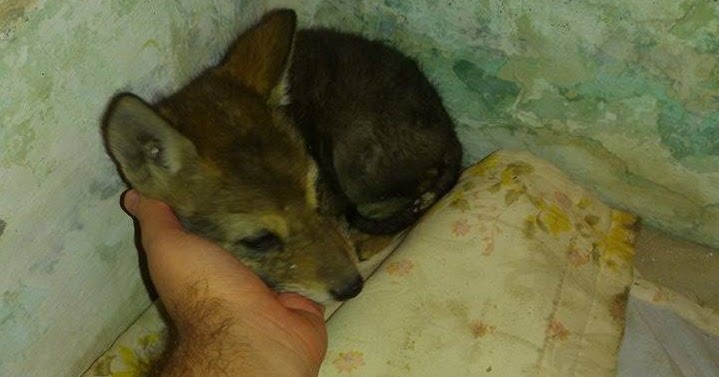 White Wolf : Pakistani Man finds and rescues a Rare abandoned Indian ...
