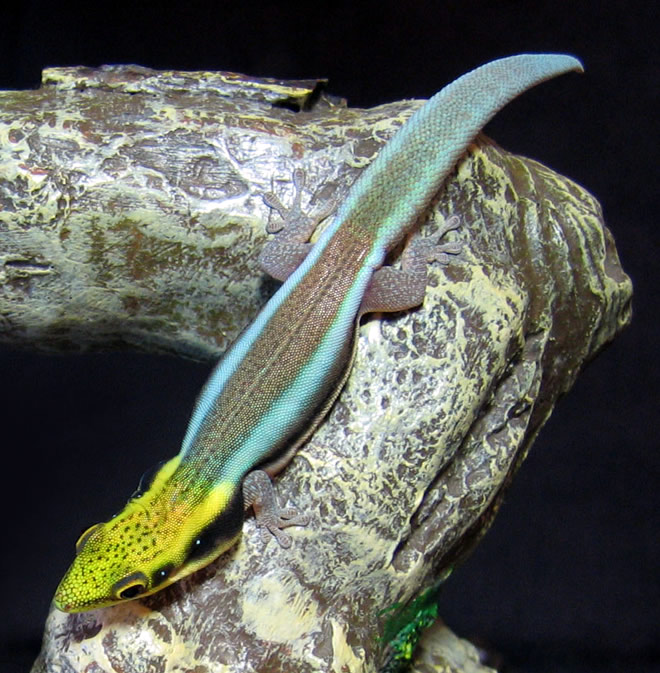 Terrariasp: Cuidados y mantenimiento del Phelsuma Klemmeri
