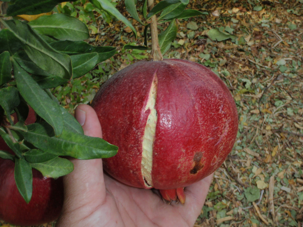 Xtremehorticulture of the Desert: 03 February 2013