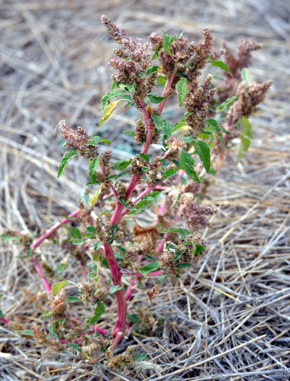 BIOMONCAYO: Amaranthus sp.(Amaranto)