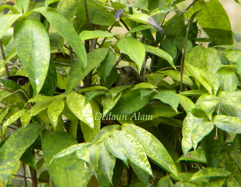 Dedaun Alam: Merbah Kapur (Yellow Vented Bulbul)