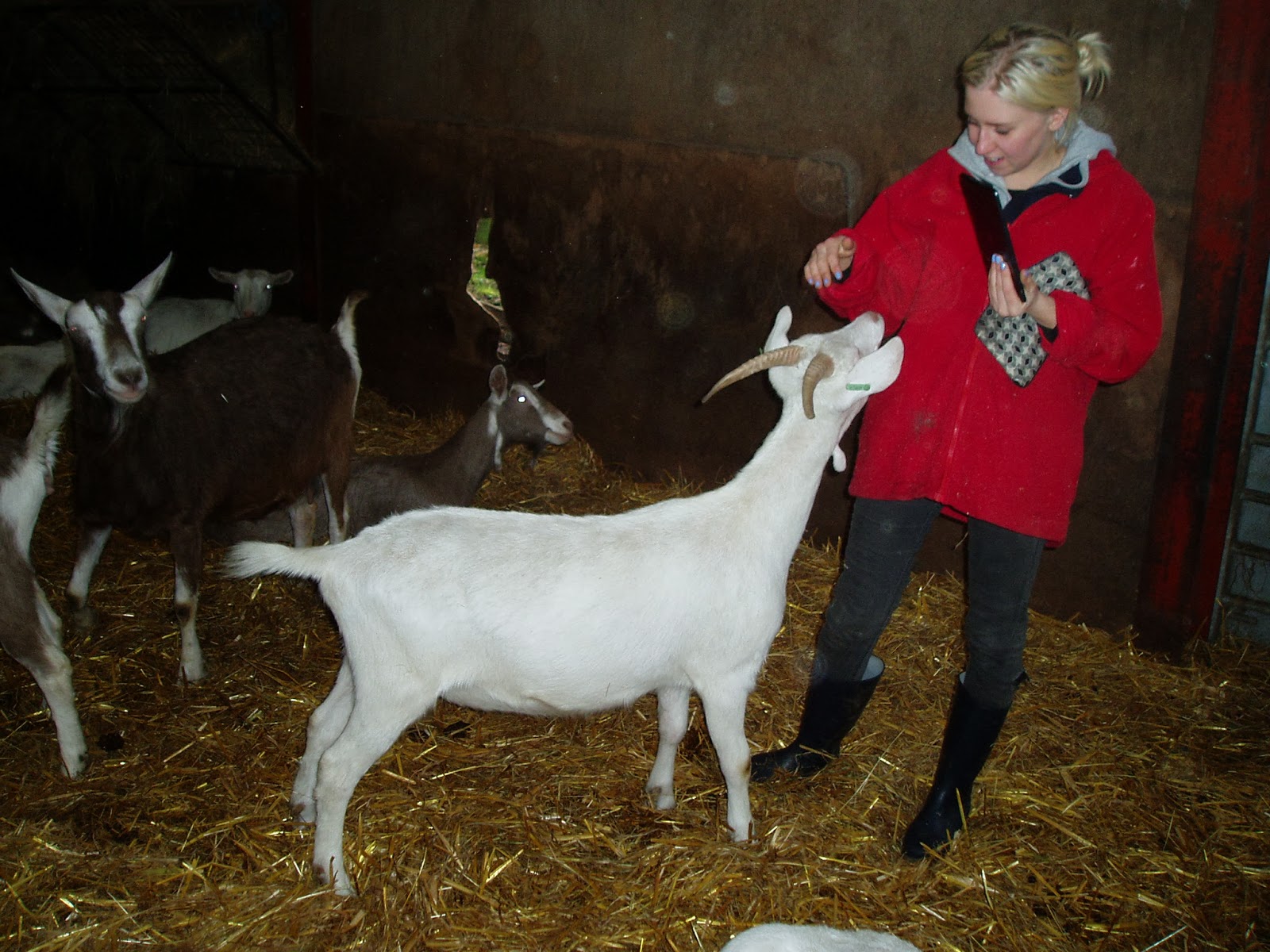 Ellie's Dairy - The Finest Goat Milk, from Kent: Flo meets Flo and ...