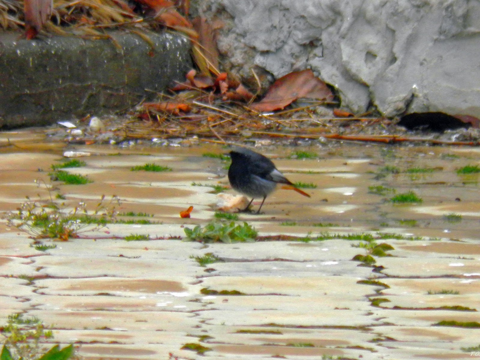 PASARI DIN ROMANIA: CODROS DE MUNTE (2), Phoenicurus ochruros