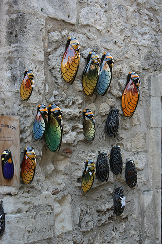 La cicala della Provenza