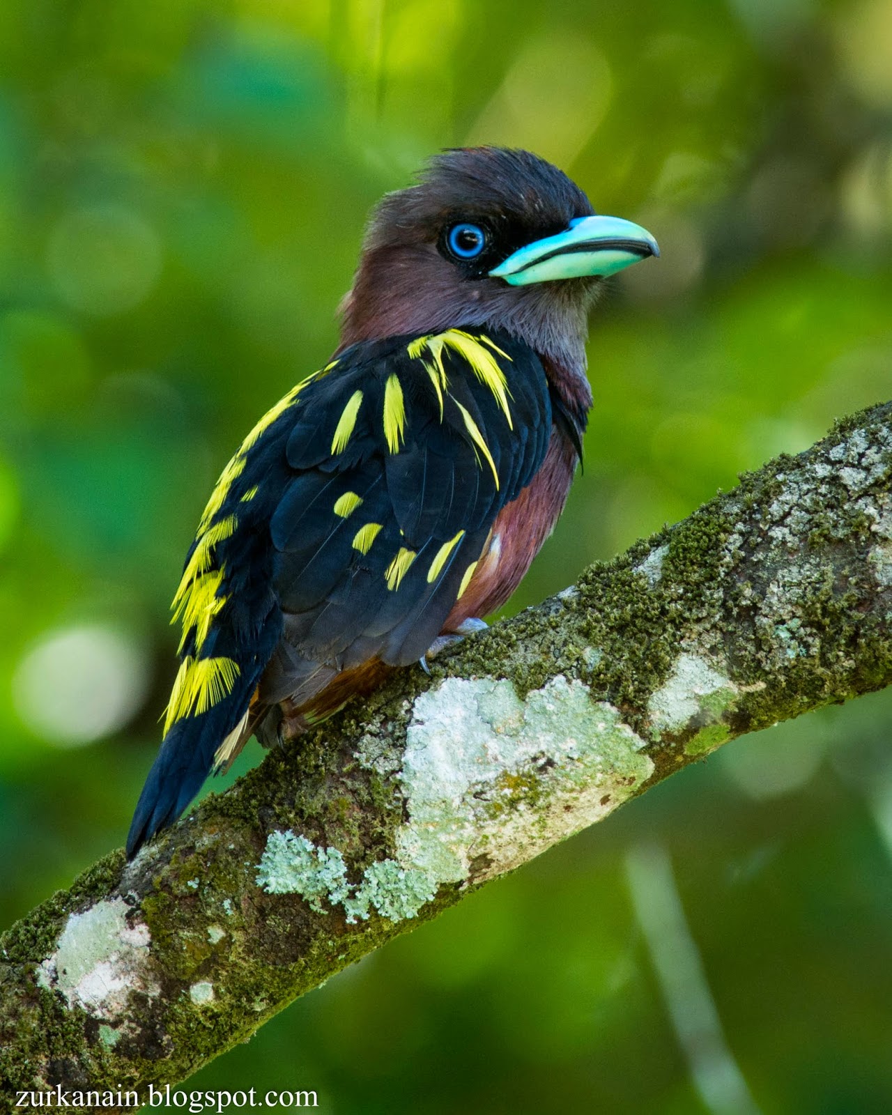 Zul Ya - Birds of Peninsular Malaysia: It's Begin...Broadbill ...