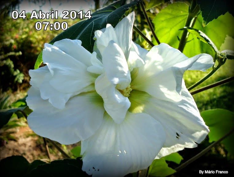Meu Cantinho Verde: ROSA-LOUCA, CONFEDERATE-ROSE - ( Hibiscus mutabilis)