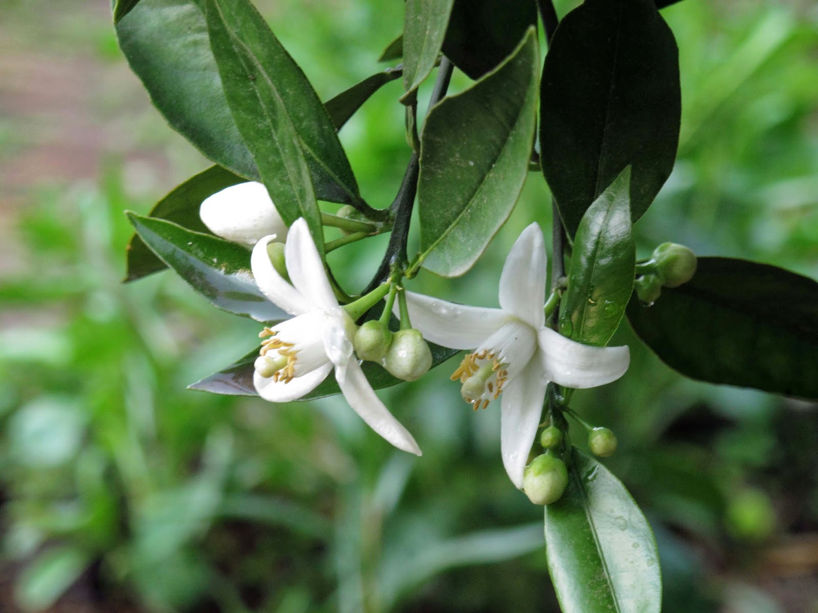 En el jardin: la primavera dice presente