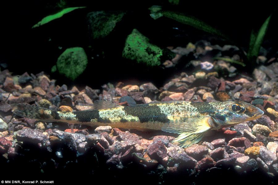 DIAMOND DARTER FISH ~ Everything About Fish