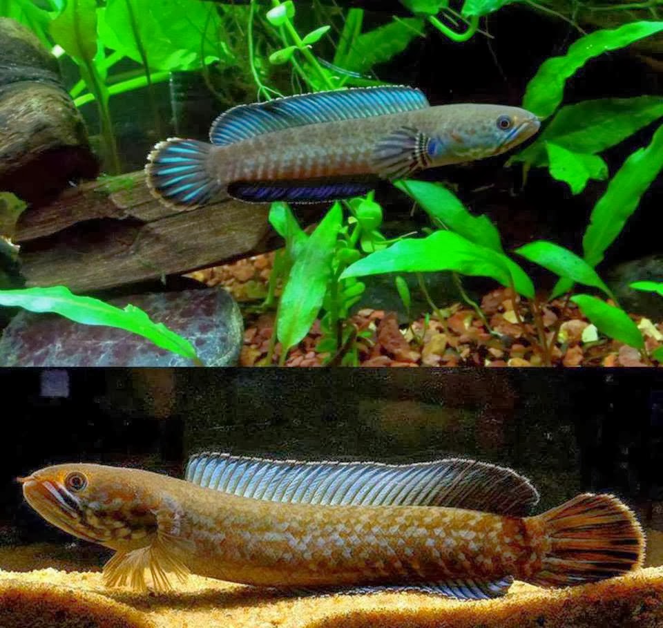 Species New to Science: [Ichthyology • 2013] Channa andrao • A New ...