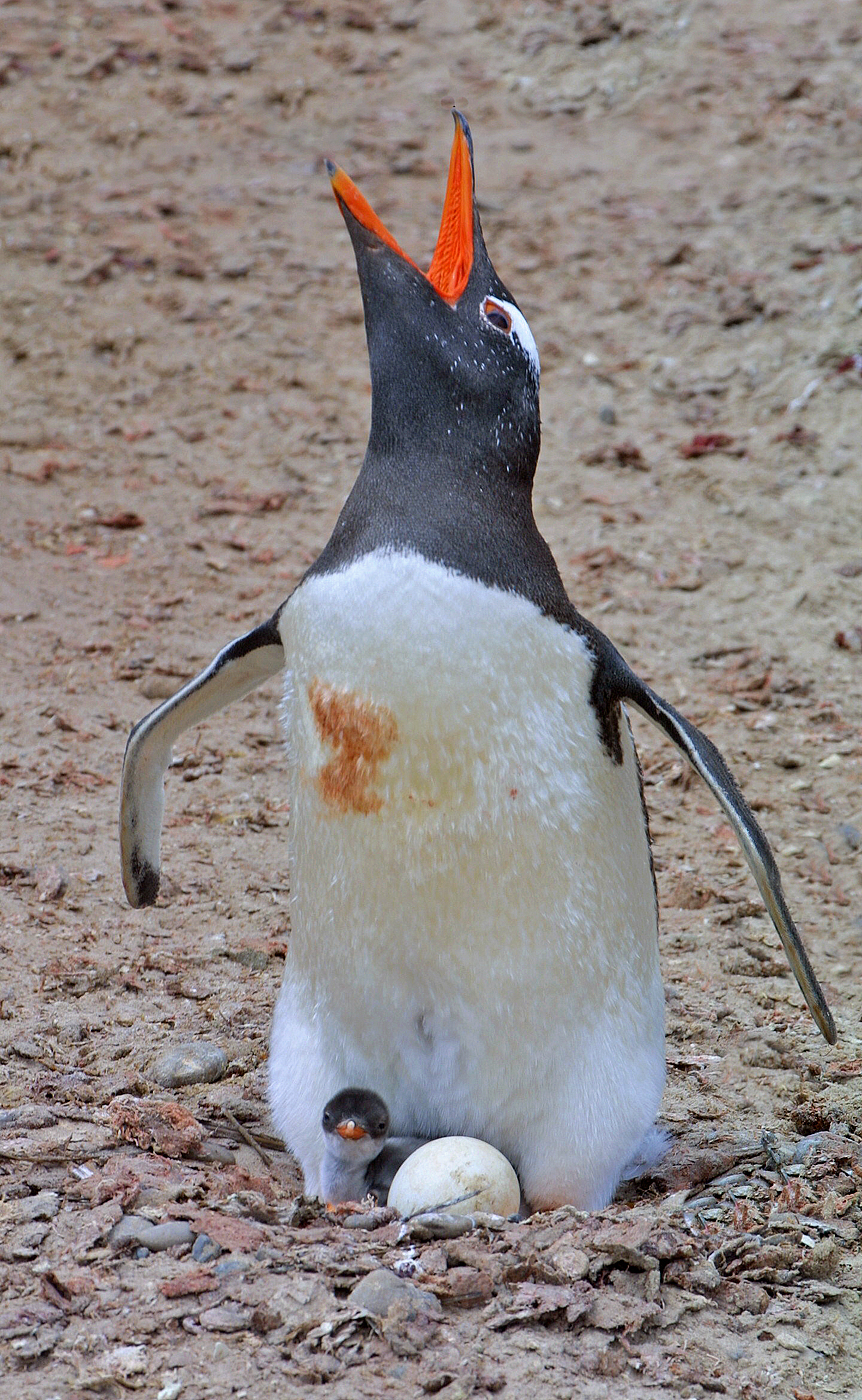 Top Flight Nature Photography: Photographing in the Falkland Islands