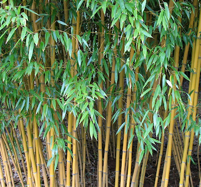 Kebun Bambu: Manfaat BAMBU KUNING (Bambusa Vulguris Schard)