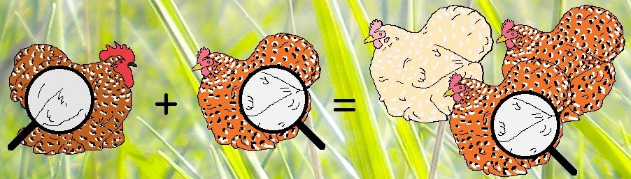 Sedosas Villa Arroyo: Genetica en Pekin Mil flores y Moteados