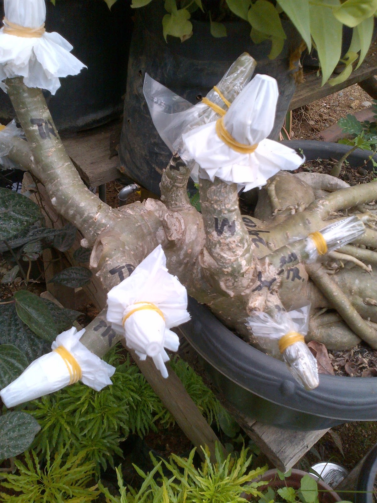 Blog Tempat berbagi hobi bonsai: gRaFtiNg my AdEnium_Proses dari awal ...