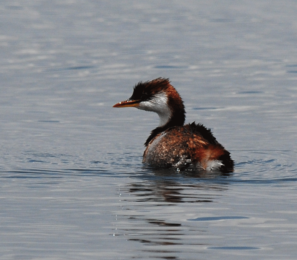 ZOOTHERA BIRDING BLOG: Lake Titicaca