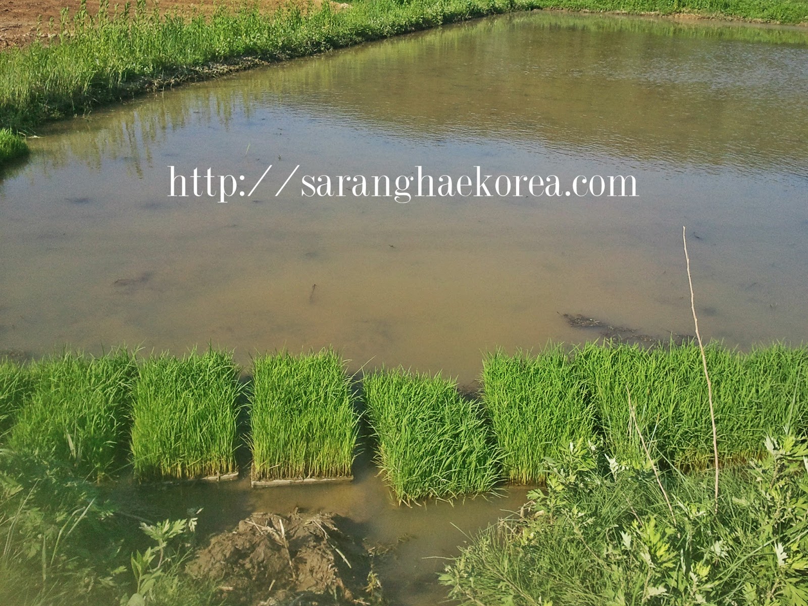 3 Farming Ideas in Korea That We Should Imitate