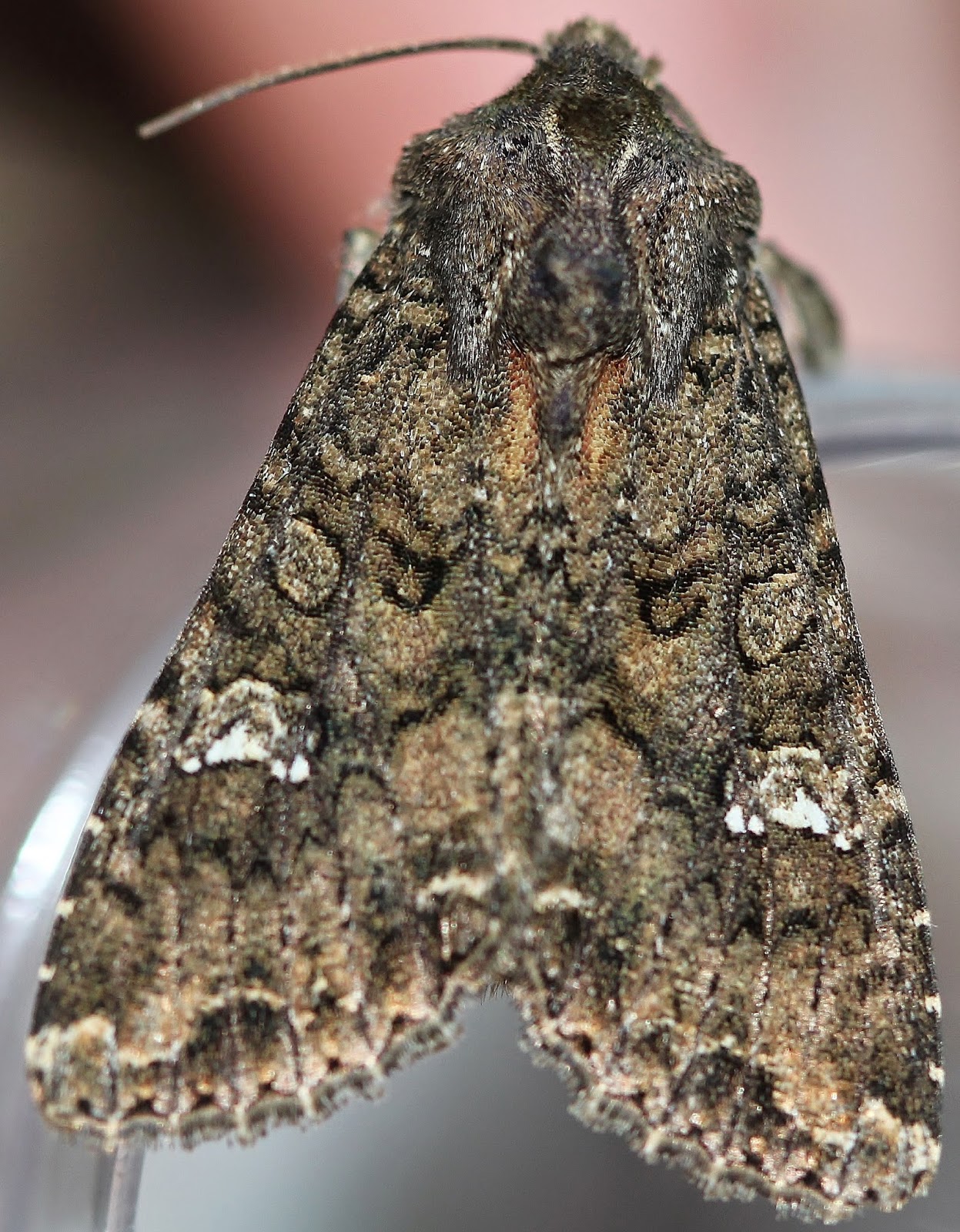 The Garden Moth Challenge: Another 21 species to add.Up to 33 with best ...