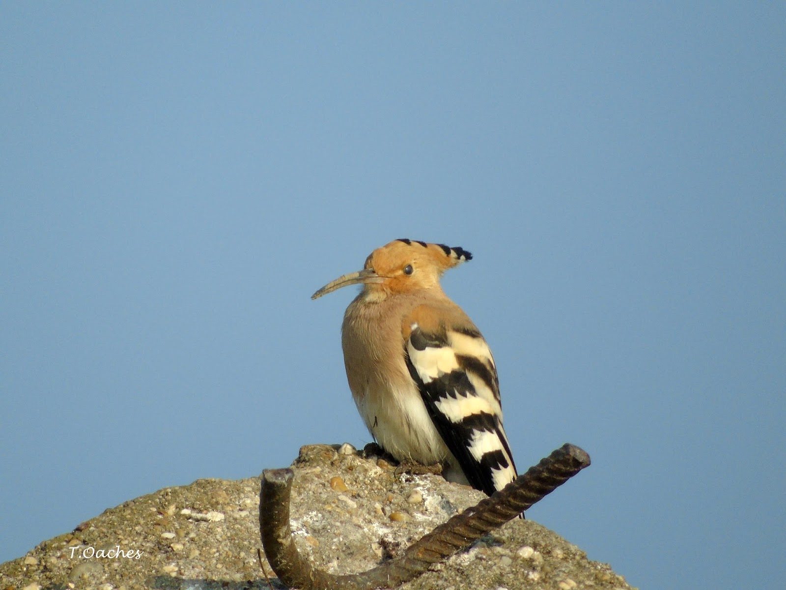 PASARI DIN ROMANIA: PUPAZA, Upupa epops