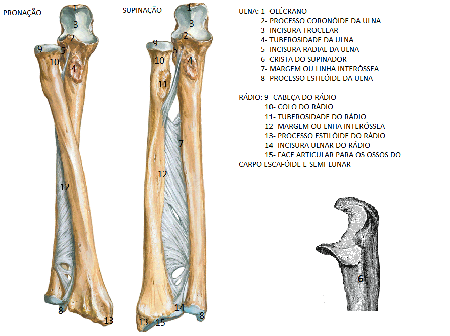 Radio E Ulna Anatomia - FDPLEARN