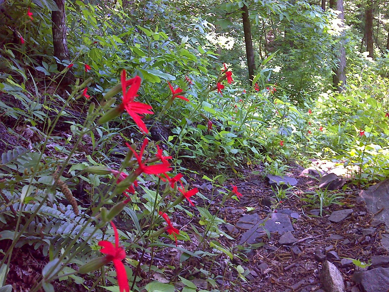 Heart and Sole: More mountain flowers along the Blue Ridge