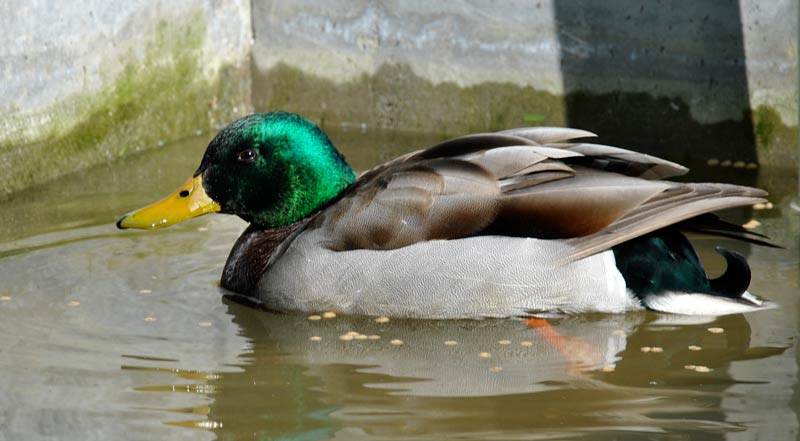 Duck Doing Well After Treatment for a Belly Full of Lead ...