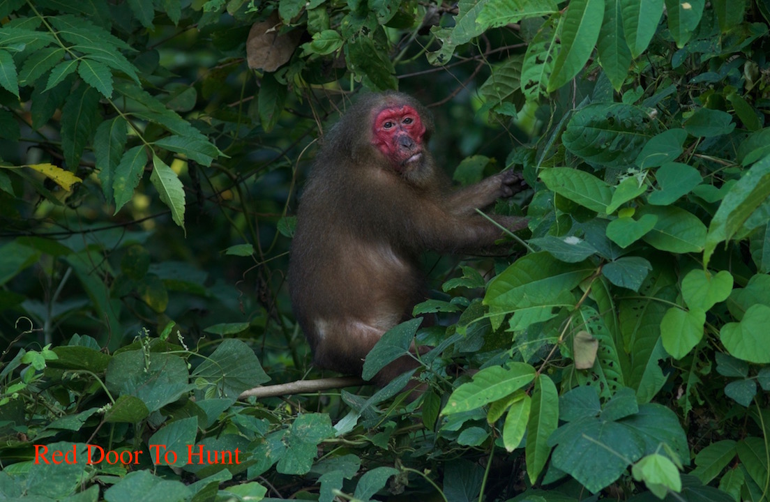 RED Door To Hunt: Beruk Kentoi~Macaca arctoides~Stump tailed Macaque