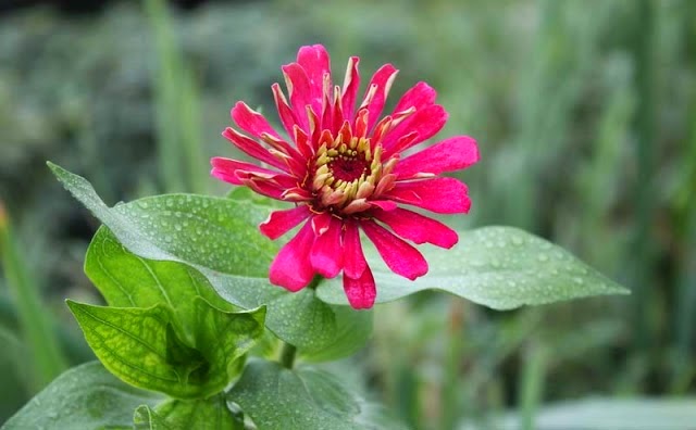 Beautiful Zinnia Flower|http://refreshrose.blogspot.com/
